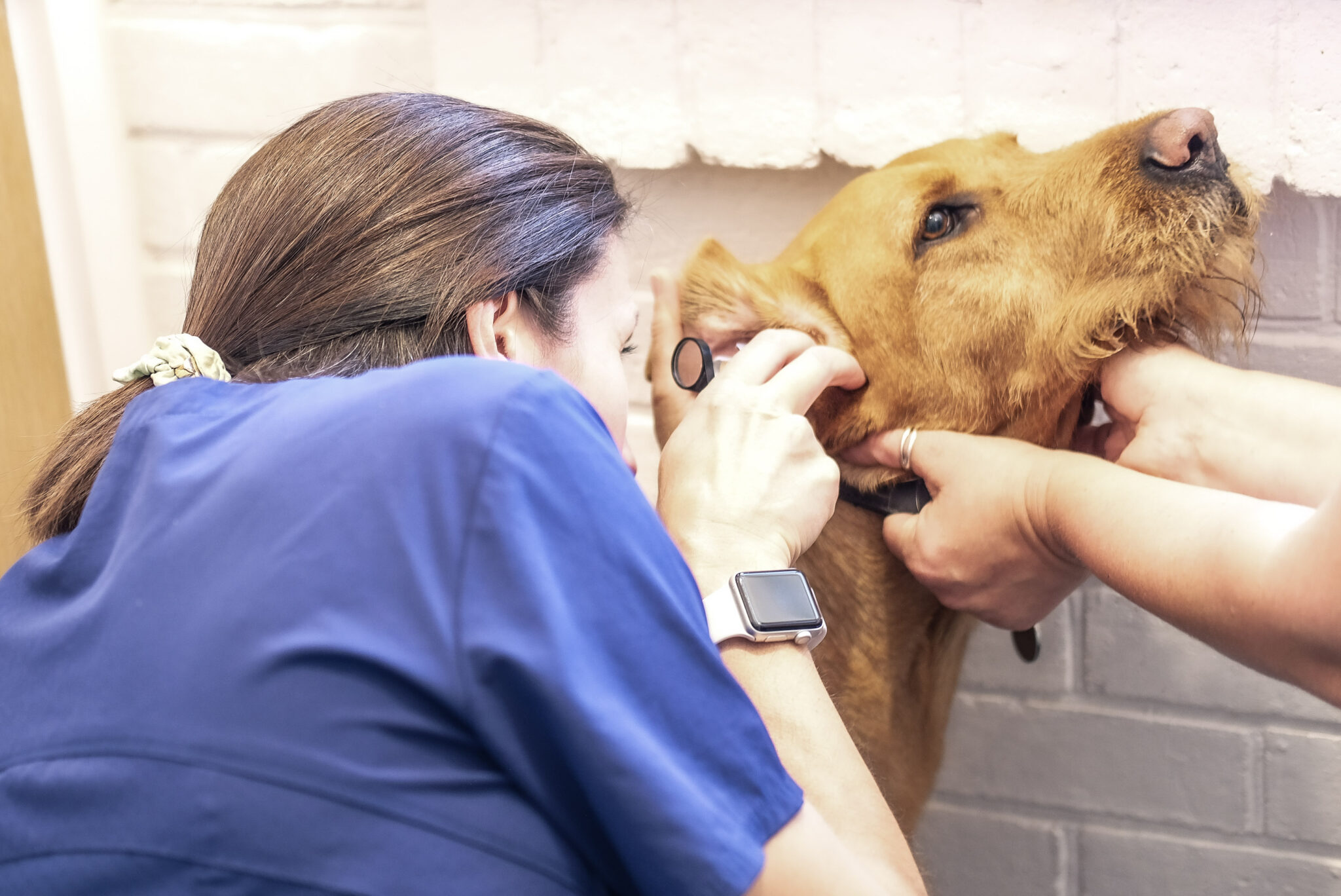 Small Animal - Heronden Vets