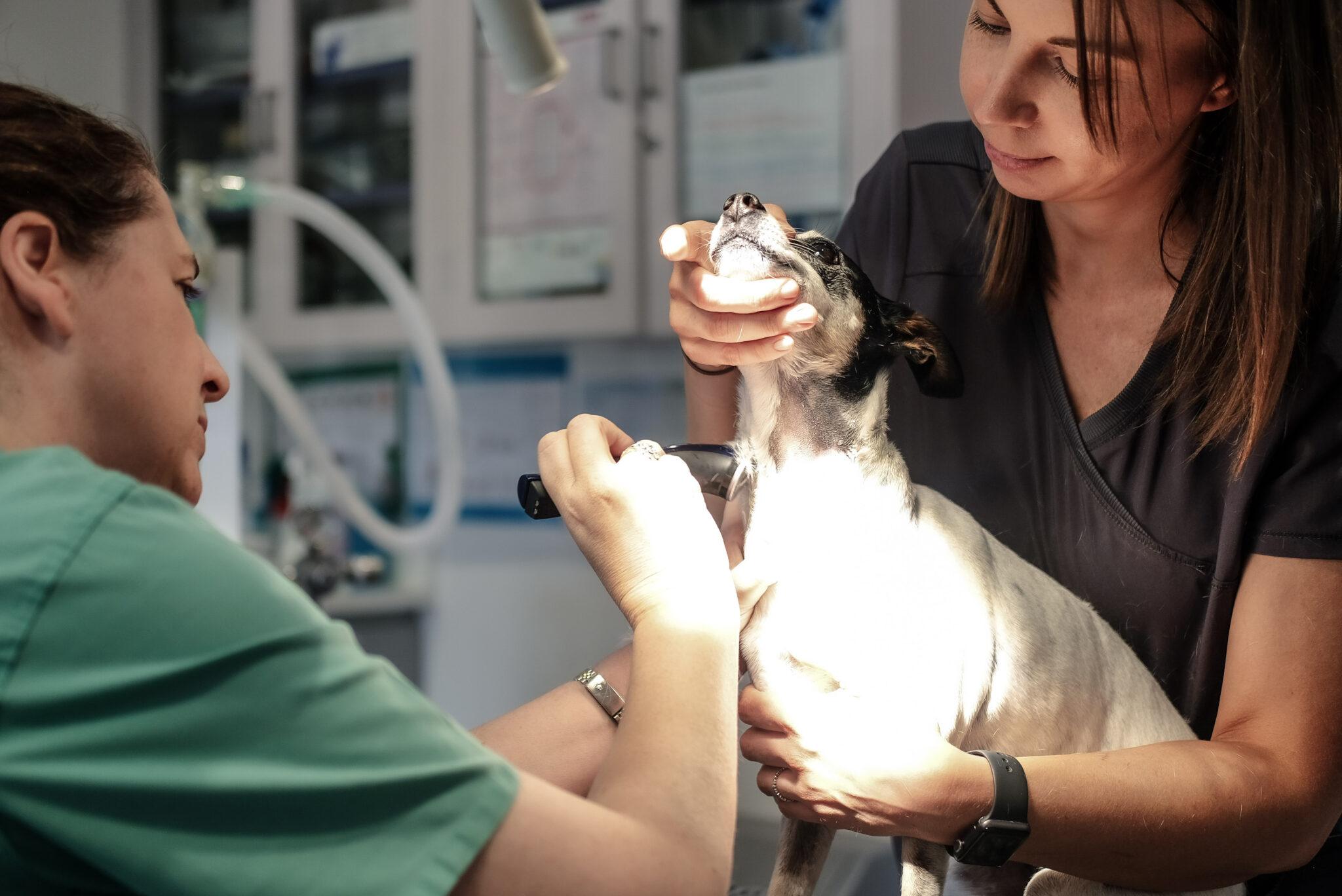 Small Animal - Heronden Vets